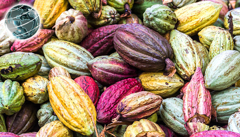 Mexican cocoa: quality and flavor that captivates the market ...
