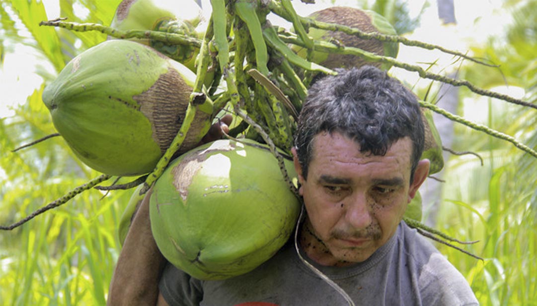 México, líder en Mejoramiento Genético de Palma de Coco: Agricultura - Confitexpo Informa