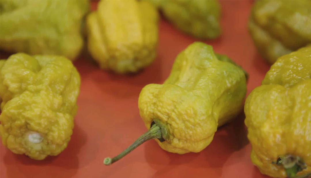 Crean el (nuevo) chile más picante del mundo: Pepper X - Confitexpo Informa
